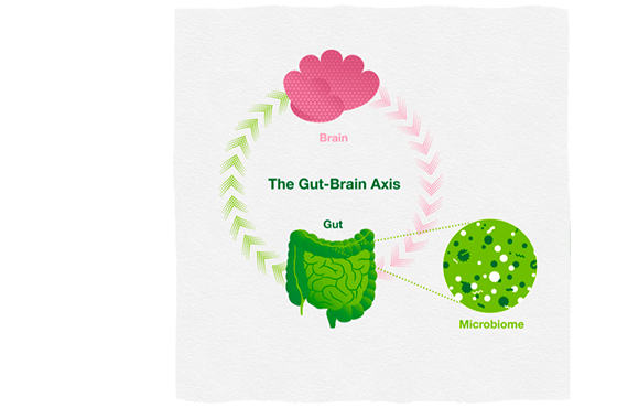 The Gut Brain Connection Iberogast®